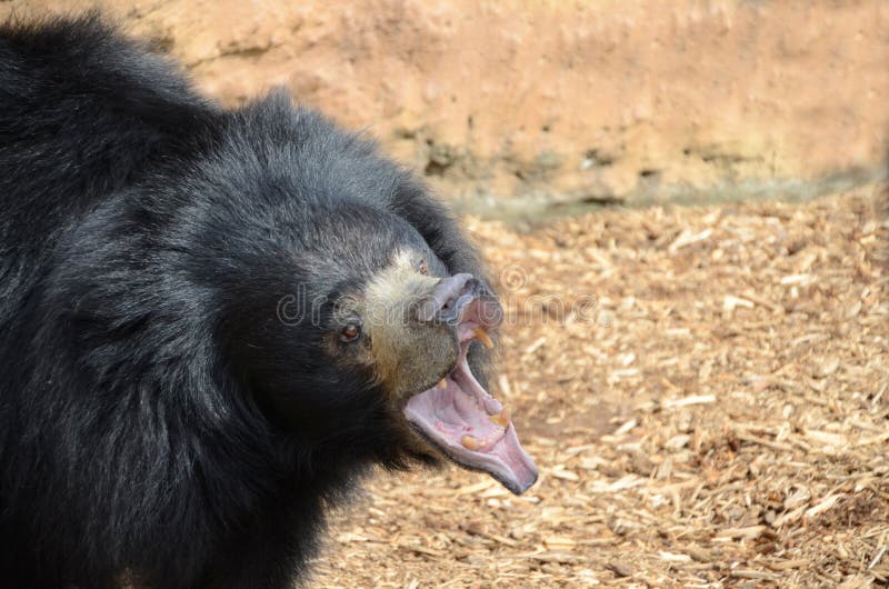 Growling sloth bear stock photo. Image of shaggy, snarling - 23830712