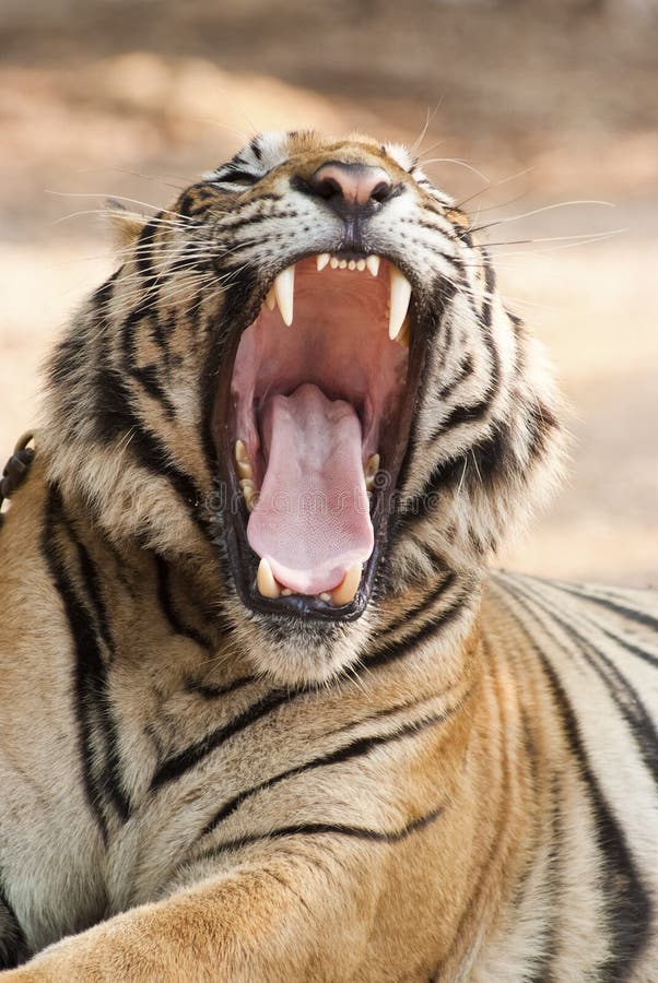 Growling tiger stock photo. Image of tame, face, animal - 25405064