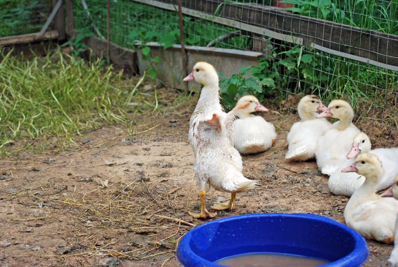 Grown Chicks Muscovy Ducks in the Poultry Farm. Stock Image - Image of ...