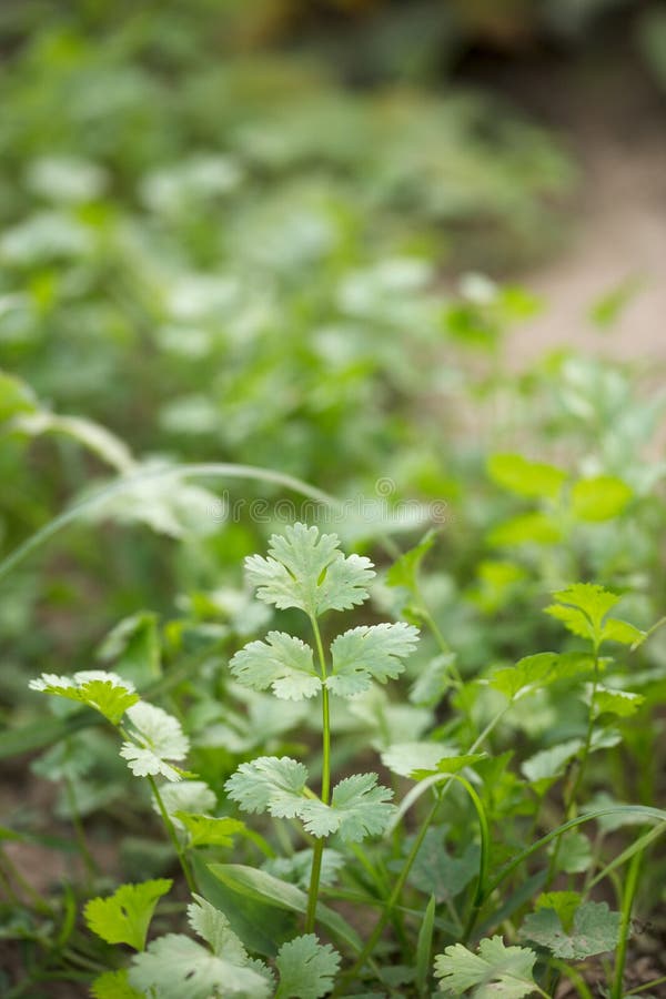 Grown Coriander, Fresh Coriander in the Vegetable Field Stock Image ...