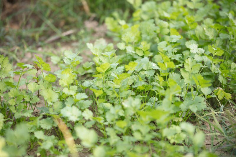 Grown Coriander, Fresh Coriander in the Vegetable Field Stock Photo ...