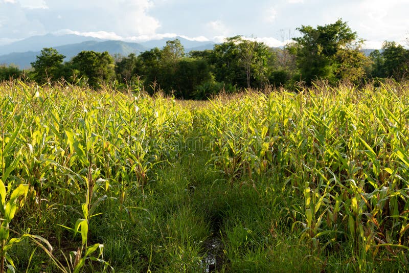 The Grown Corn is Not Beautiful because of Plant Disease Stock Photo ...