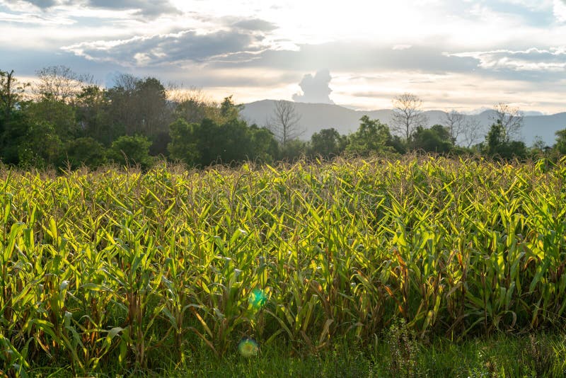 The Grown Corn is Not Beautiful because of Plant Disease Stock Image ...