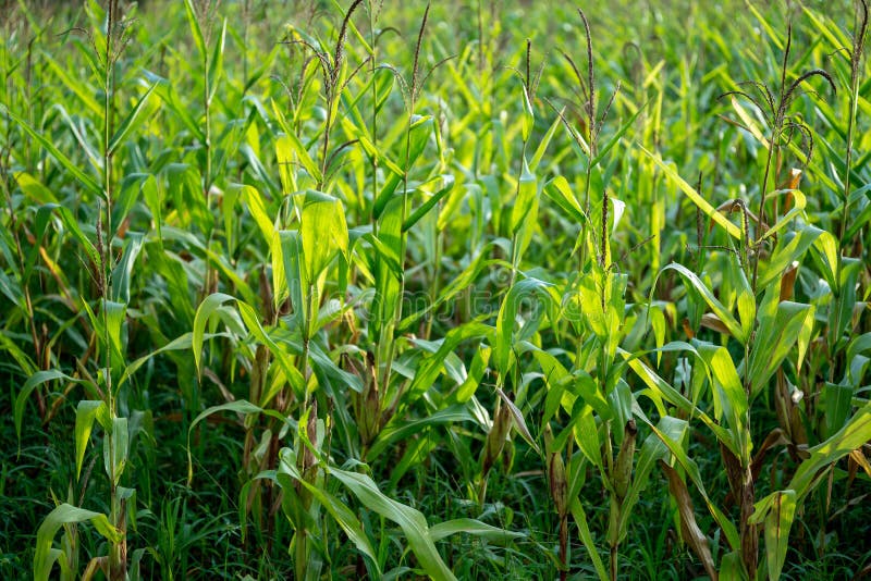 The Grown Corn is Not Beautiful because of Plant Disease Stock Photo ...