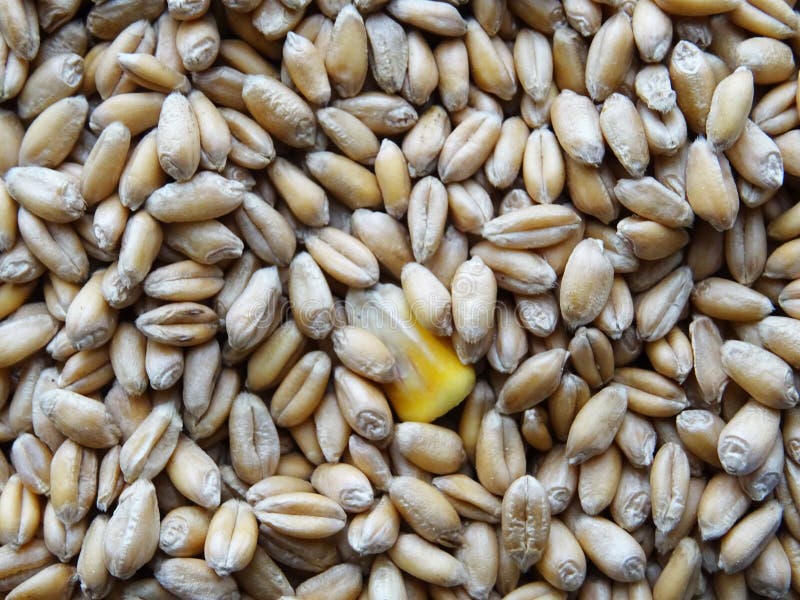 Grown Crop of Cereals, Wheat Seeds Close-up Stock Image - Image of ...