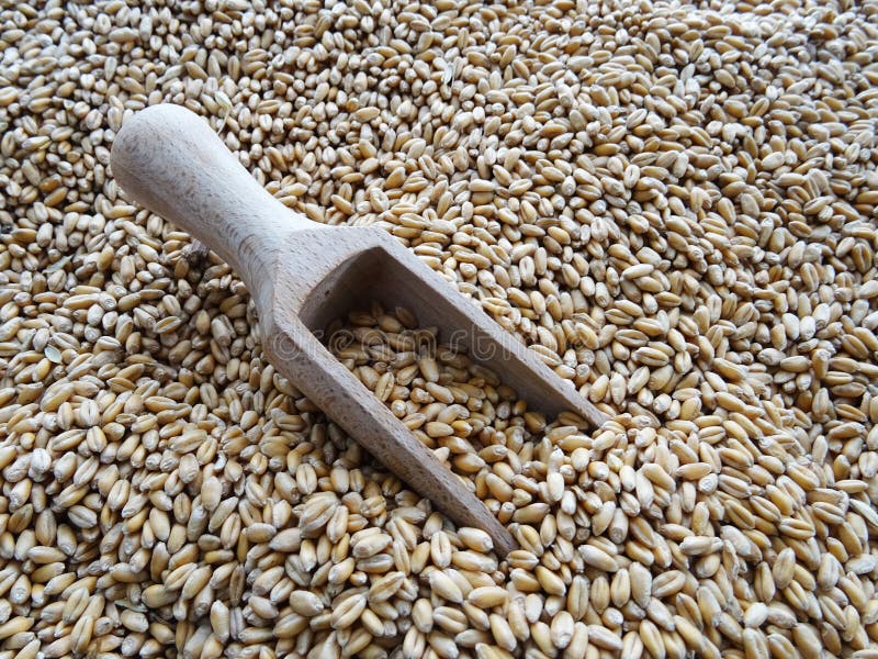 Grown Crop of Cereals, Wheat Seeds Close-up Stock Photo - Image of ...