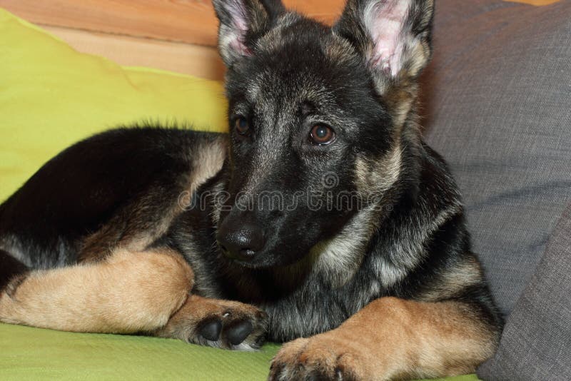 Grown German Shepherd Puppy Stock Image - Image of shephered, home ...
