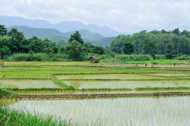 Grown rice field stock photo. Image of agriculture, pasture - 42457822