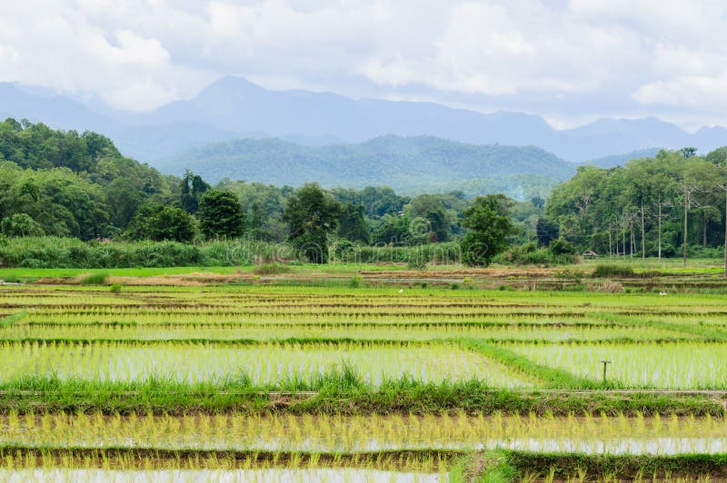 Grown rice field stock image. Image of cloud, agriculture - 42457597