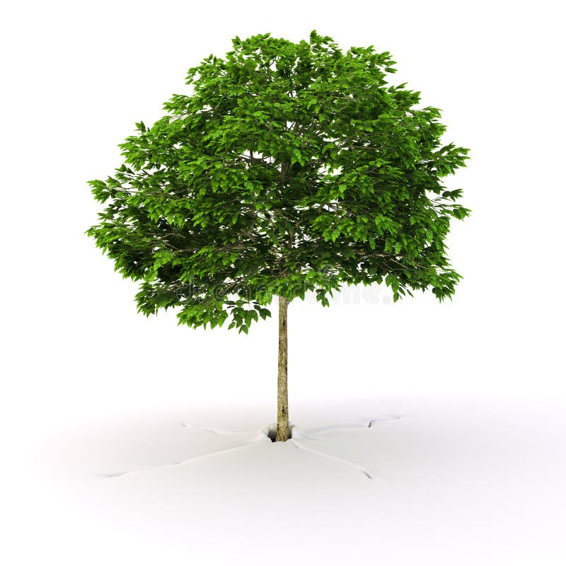 A Tree with Roots Isolated 3D Illustration Stock Image - Illustration ...