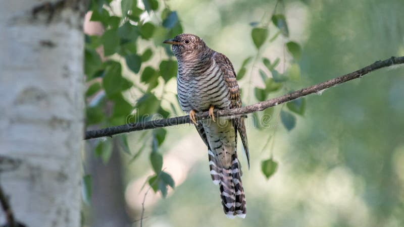 A Grown-up Cuckoo Sits on a Branch Waiting for Food Stock Image - Image ...
