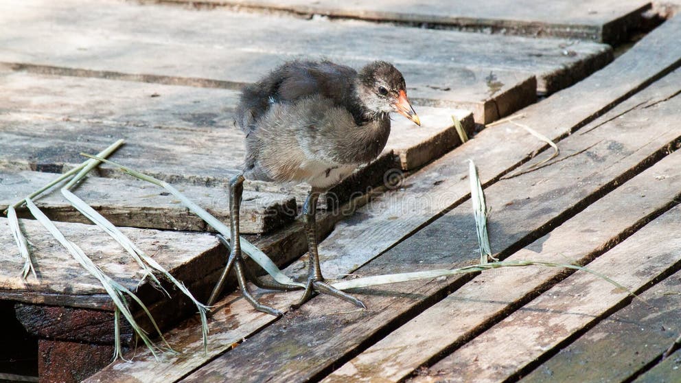 Grown-up Marsh Hen Chick on the Flooring Stock Photo - Image of mallard ...