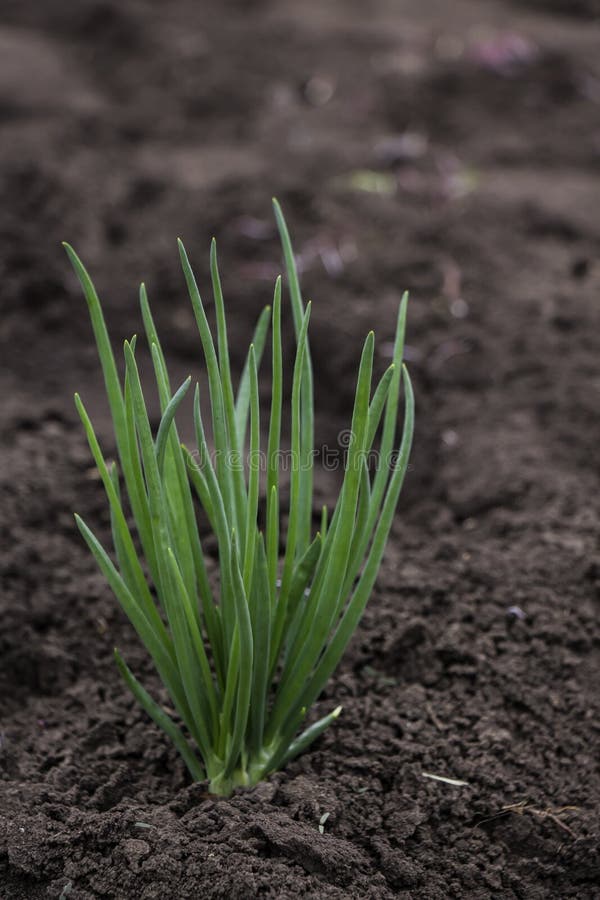 Grown up onien stock image. Image of compost, fertilizer - 40055321