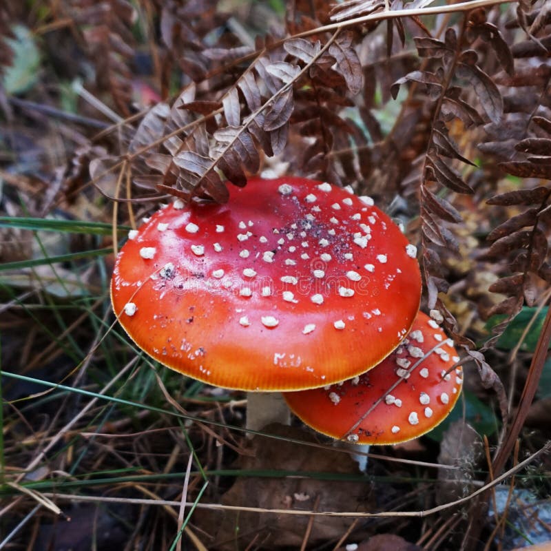 Poisonous Mushroom with a Red Spotted Hat. Stock Image - Image of ...