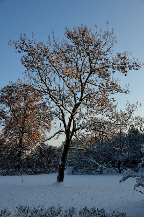It Grows Fast, the Tree is Conspicuous by Its Leaves, Stock Image ...