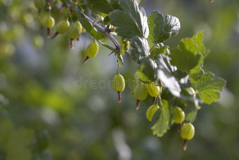 Grows Ripe Gooseberries on a Branch Stock Photo - Image of harvest ...
