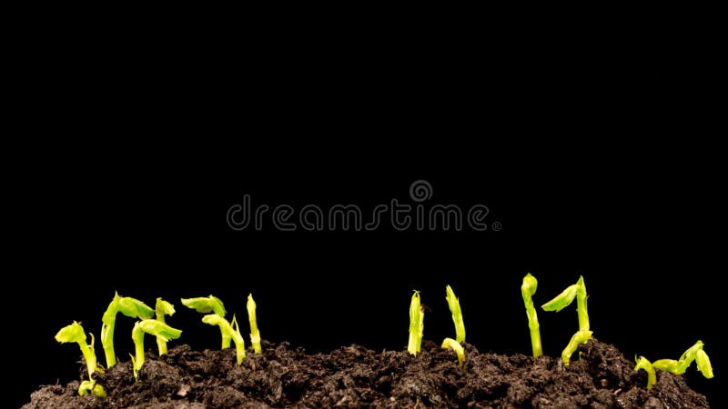 Grows sprouting stock video. Video of grow, lapse, timelapse - 39084637