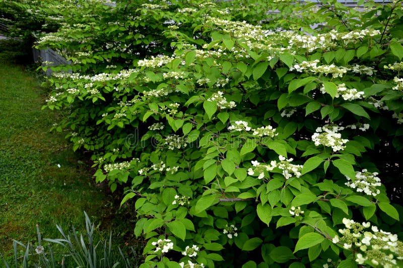 It Grows To a Height of 2 M and Forms an Extensive Shrub. this ...
