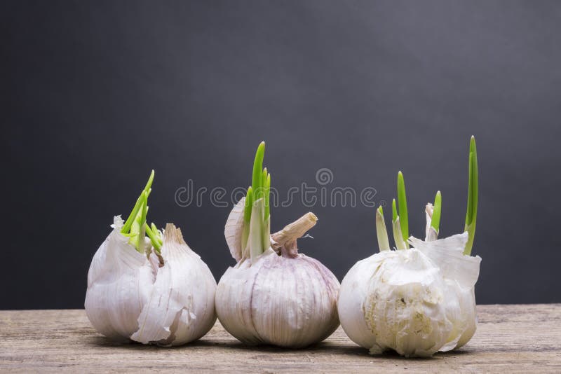 Grows white garlic stock image. Image of natural, growing - 66338829