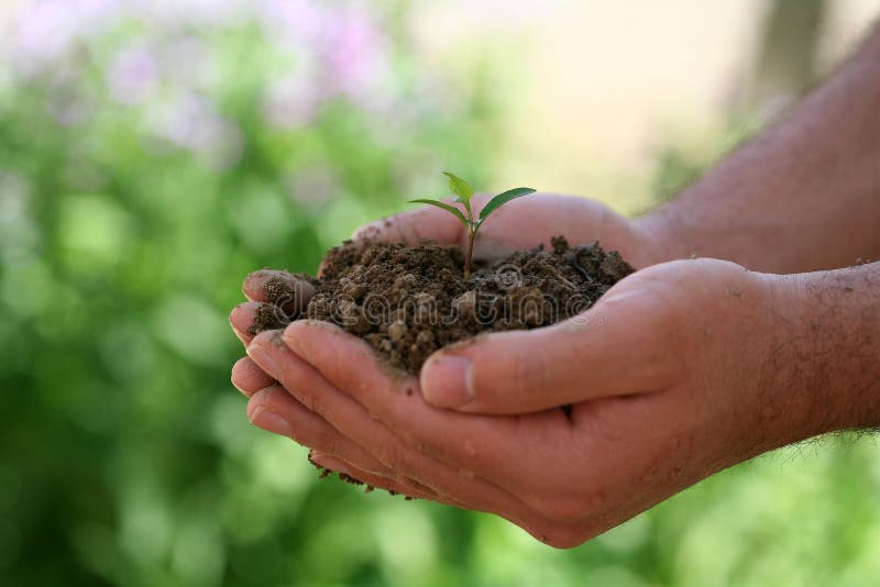 Soil in hand stock image. Image of gardening, fragility - 8367489
