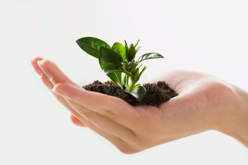 Growth stock image. Image of beginnings, grow, abound - 3295577