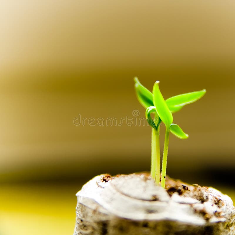 New Spring Growth With Selective Focus Stock Image - Image of leaves ...