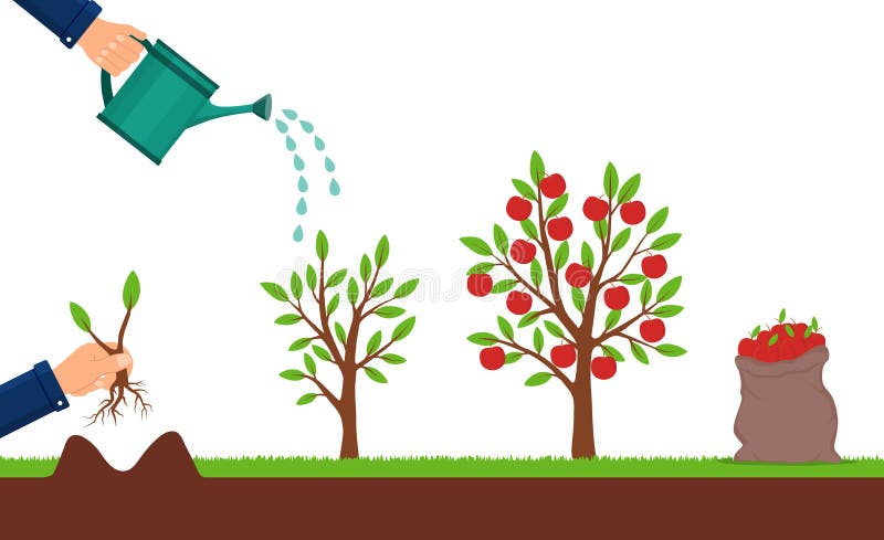 Growth of Apple Tree and Harvesting. Hand Plants a Sapling of Fruit ...