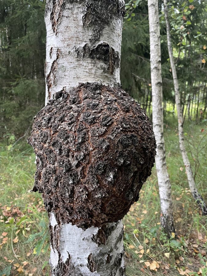 The Growth on the Birch Chaga. Chaga Tea Mushroom Stock Photo - Image ...