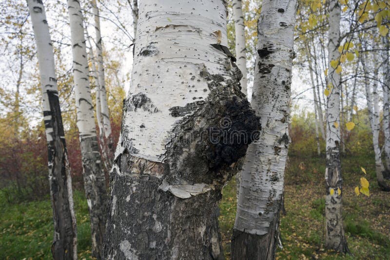 Medicinal Chaga Mushroom Growing on Birch Tree. Stock Image - Image of ...
