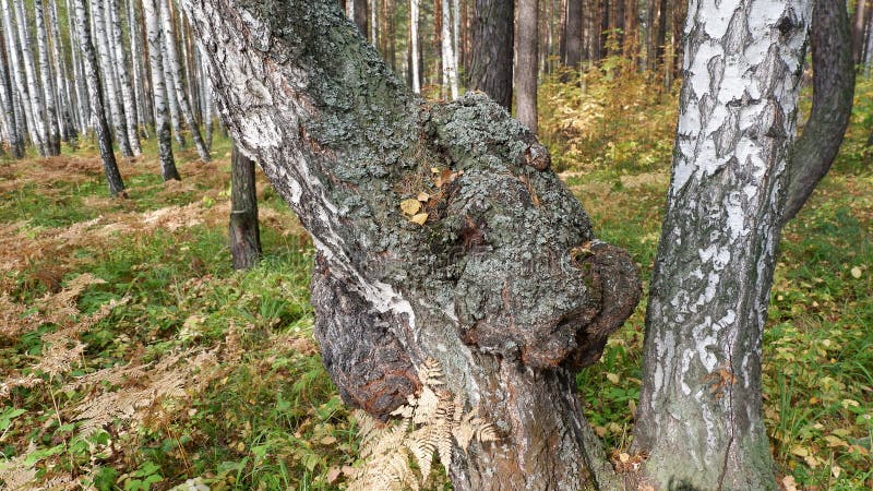 Growth on birch stock photo. Image of fabulous, kind - 158531054