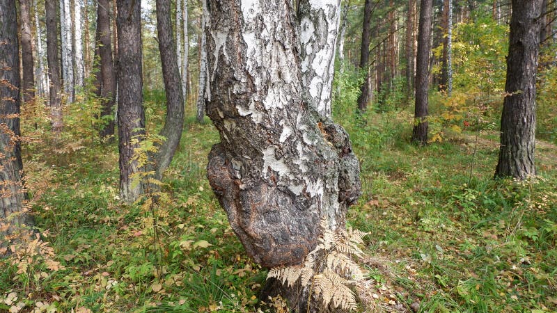 Growth on birch stock image. Image of house, gorda, distrist - 158531063