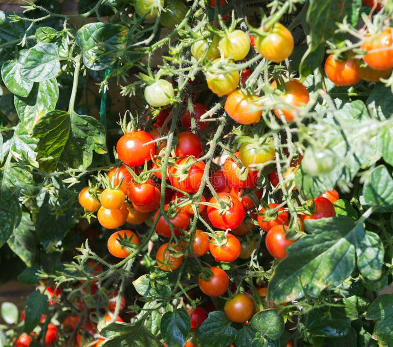 Growth cherry tomatoes stock photo. Image of ristra, closeup - 33057602