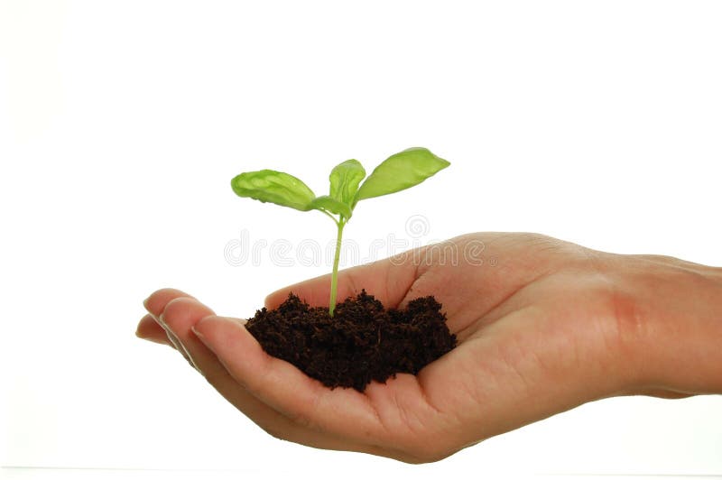 Growth concept stock image. Image of green, hand, isolated - 6959107
