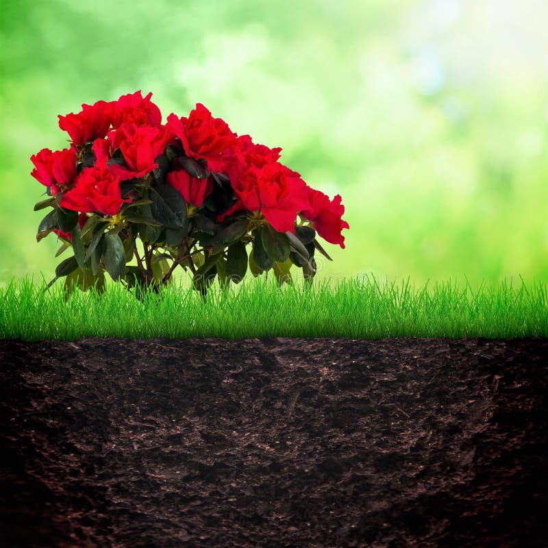 Growth concept with flower stock image. Image of earth - 37061943