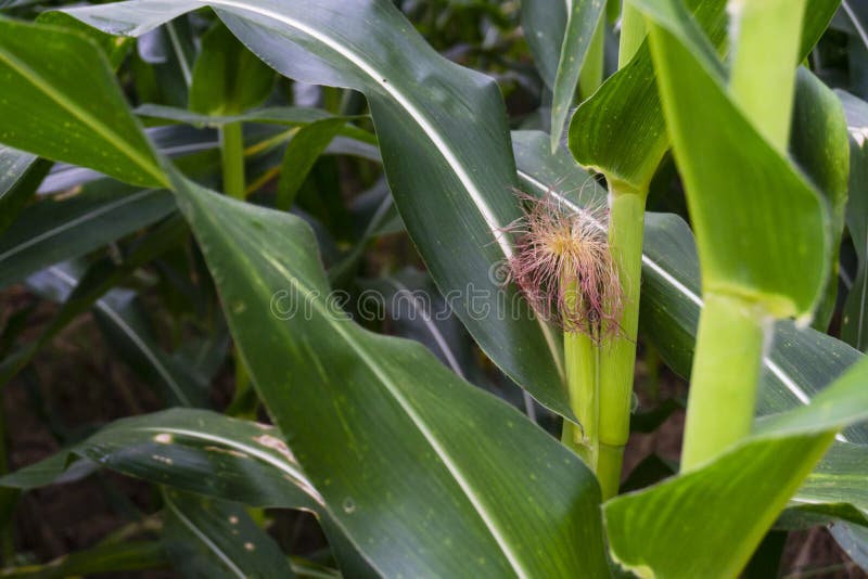 The Growth of the Corn Stamens Stock Photo - Image of chip, green ...