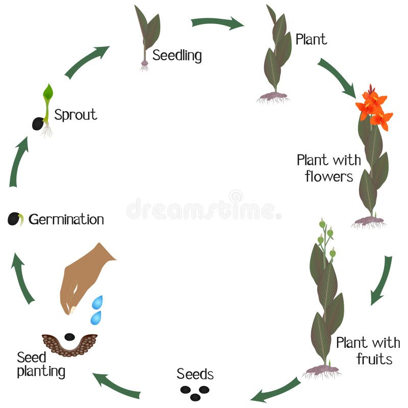 A Growth Cycle of Cannas Plant on a White Background. Stock Vector ...