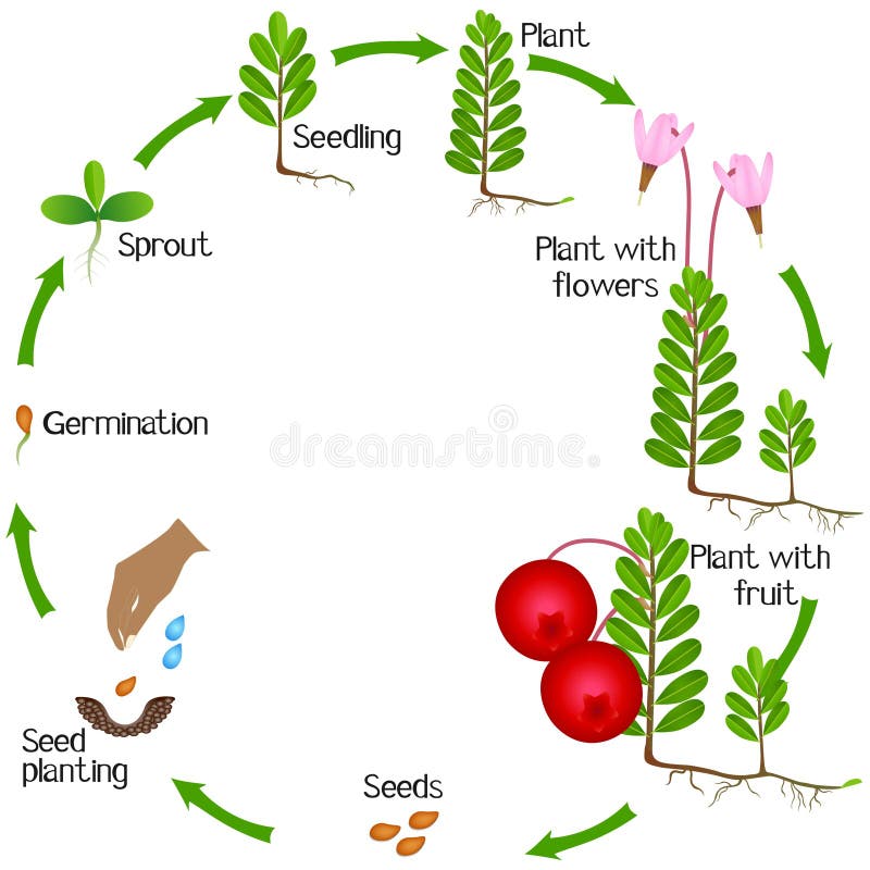 Cranberry Life Cycle Stock Illustrations – 4 Cranberry Life Cycle Stock ...