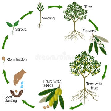 Life Cycle Olive Tree Stock Illustrations – 19 Life Cycle Olive Tree ...