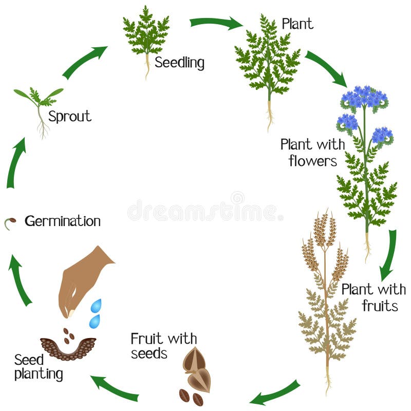 Diagram Healthy Life Cycle Stock Illustrations – 146 Diagram Healthy ...