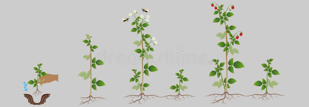 Plant Breeding Stages Stock Illustrations – 27 Plant Breeding Stages ...