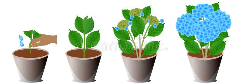 Growth Cycle of a Potted Blue Hydrangea on a White Background. Stock ...
