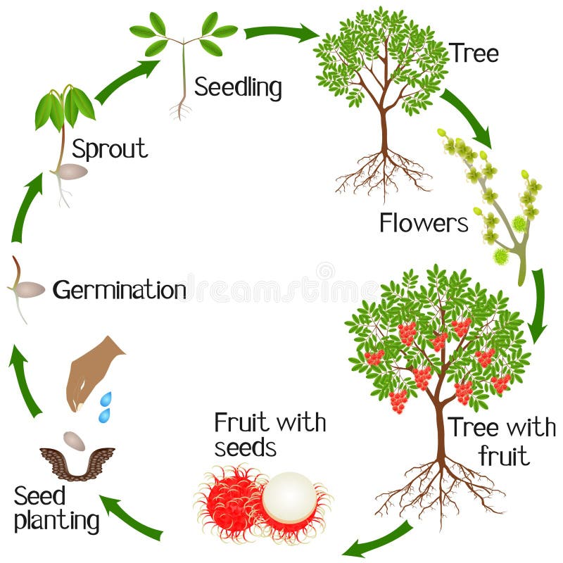 Stages Growing Tree Roots Stock Illustrations – 117 Stages Growing Tree ...