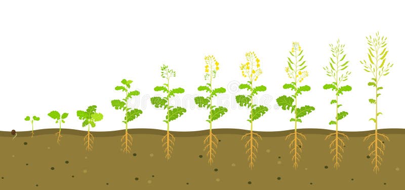 Rapeseed Germination Stock Illustrations – 10 Rapeseed Germination ...