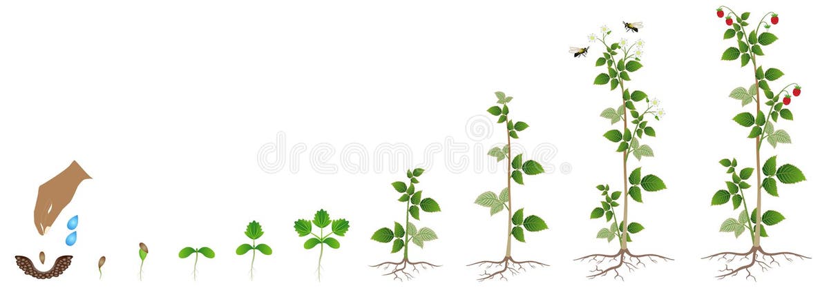 Plant Breeding Stages Stock Illustrations – 27 Plant Breeding Stages ...