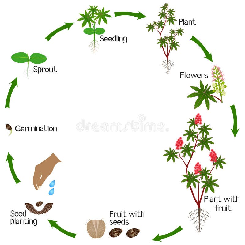 oil palm tree life cycle - Zachary Warren