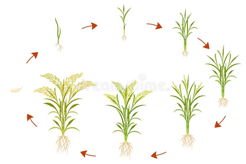 Growth Cycle of Rice is Circular. Infographics of Growing Cereal Plants ...