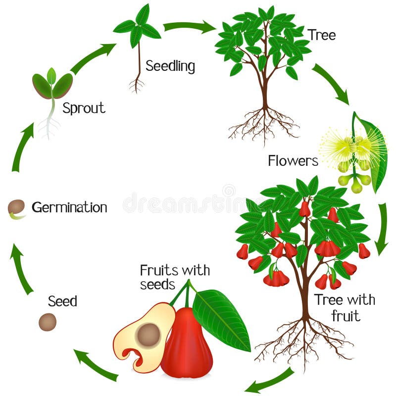 Red Rose Growth Stages. Flowers Plants Development. Rose Animation ...