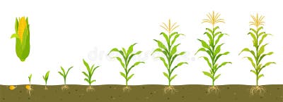 Development Maize Stock Illustrations – 215 Development Maize Stock ...