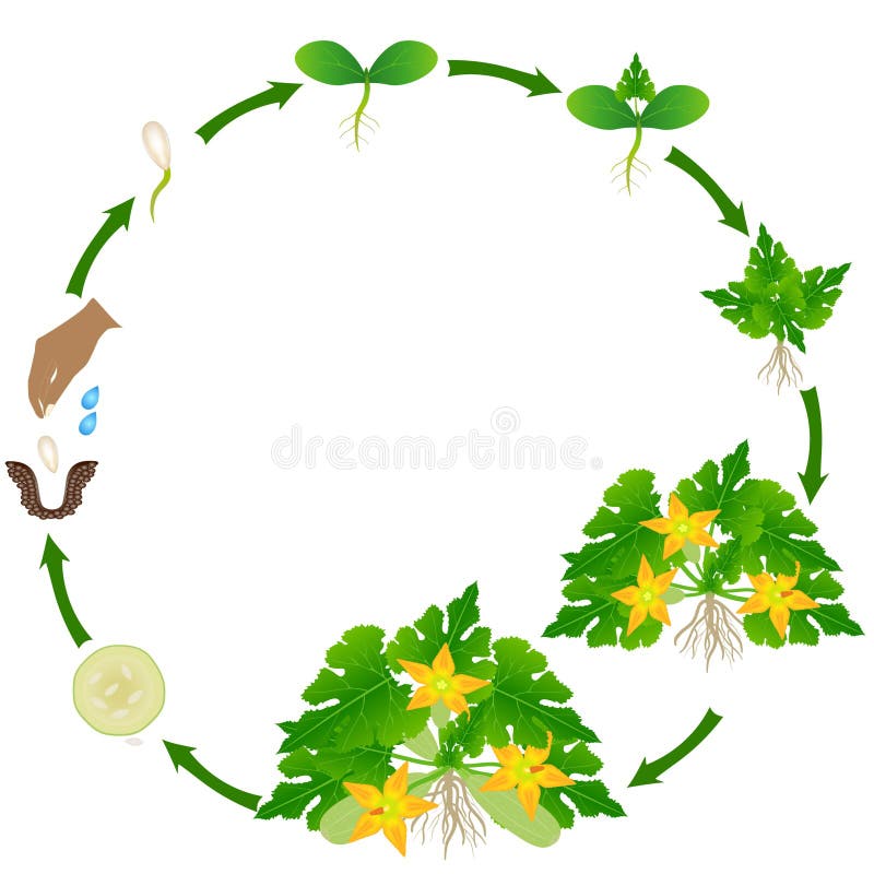 A Growth Cycle of a Zucchini Plant on a White Background. Stock Vector ...