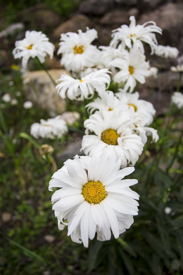 Many daisy flower stock image. Image of natural, grass - 106326159